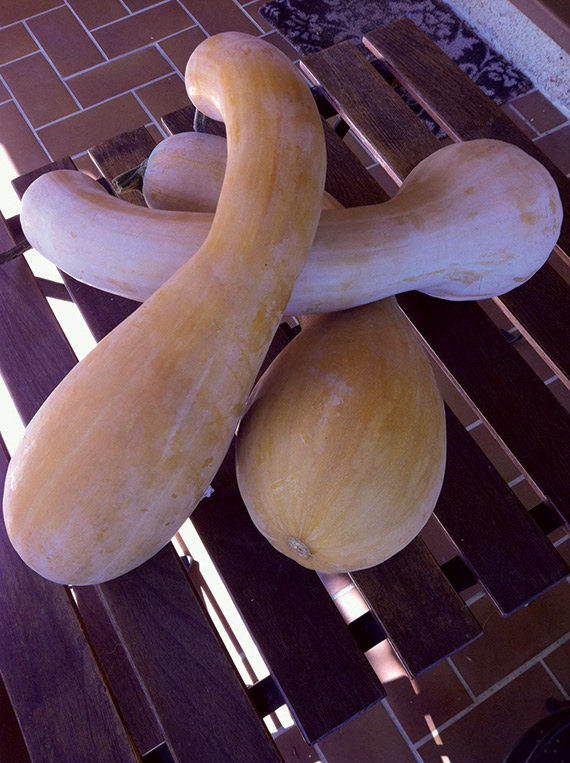 COURGE COMESTIBLE LONGUE DE NICE - Semences BIO | VOLTZ Maraîchage