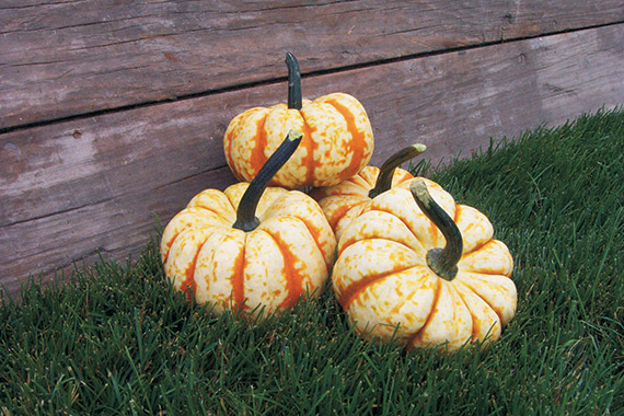 Courge Décorative - Semences Conventionnelles | Voltz Maraîchage