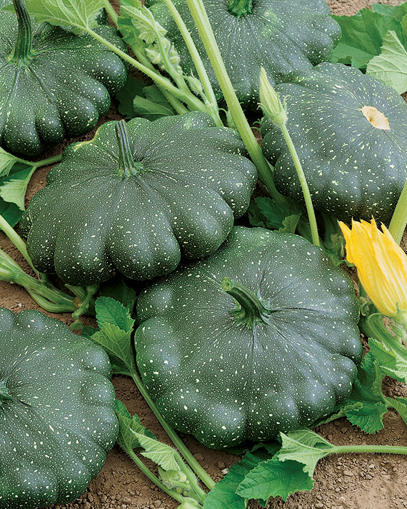 COURGE COMESTIBLE PATISSON BLANC - Semences Conventionnelles | VOLTZ ...