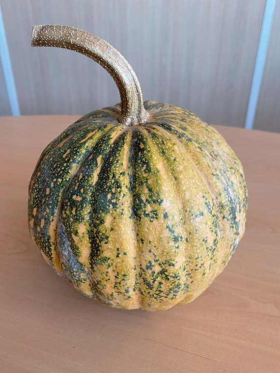 COURGE COMESTIBLE SHIATSU F1 - Semences Conventionnelles | VOLTZ Maraîchage