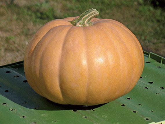 COURGE COMESTIBLE MUSQUEE DE PROVENCE - Semences Conventionnelles ...