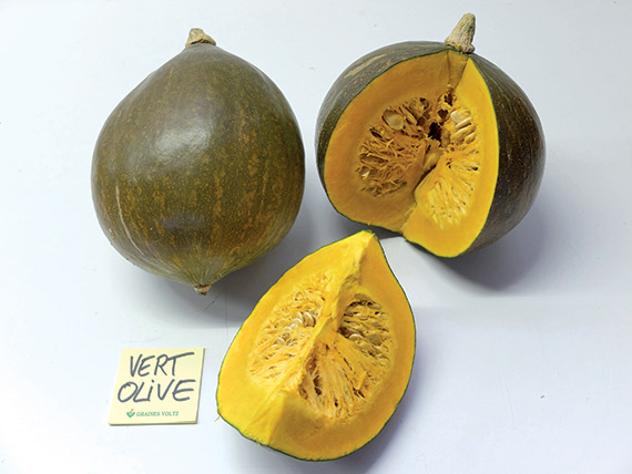 COURGE COMESTIBLE HOKKAIDO - Semences BIO | VOLTZ Maraîchage