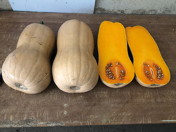 Courge Comestible - Semences Conventionnelles | Voltz Maraîchage