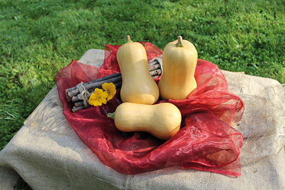 Courge Comestible - Semences Bio | Voltz Maraîchage