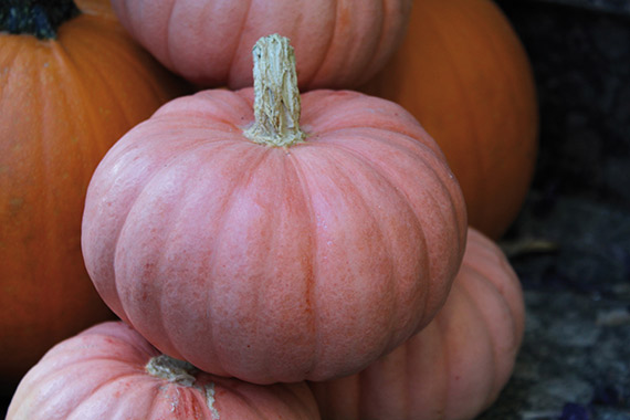 Courge Comestible - Semences Conventionnelles | Voltz Maraîchage