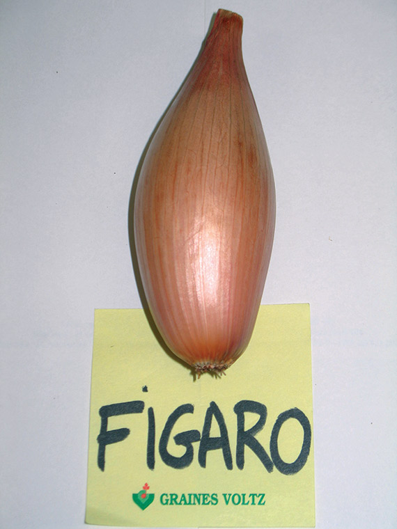 ECHALION FIGARO - Semences Conventionnelles | VOLTZ Maraîchage