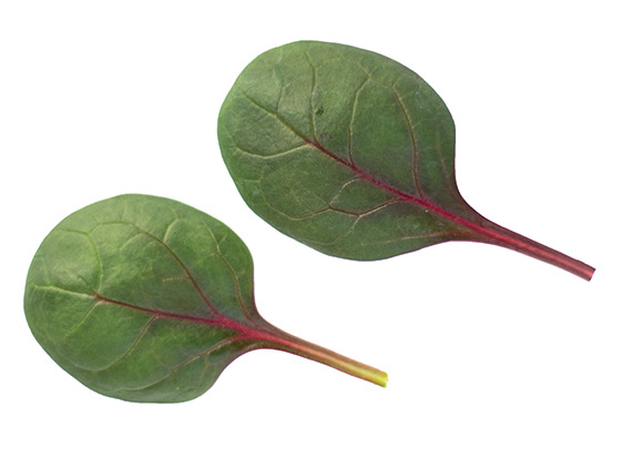 Epinard - Semences Conventionnelles | Voltz Maraîchage