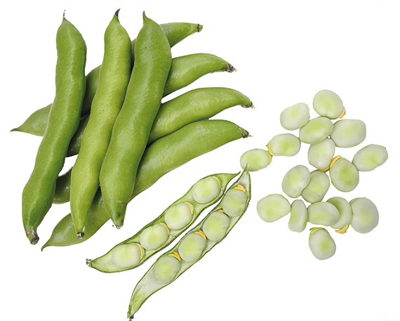 Fève - Semences Conventionnelles | Voltz Maraîchage