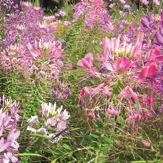 Fleurs A Couper - Semences Bio | Voltz Maraîchage