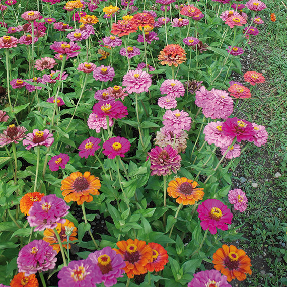 Fleurs A Couper - Semences Bio | Voltz Maraîchage