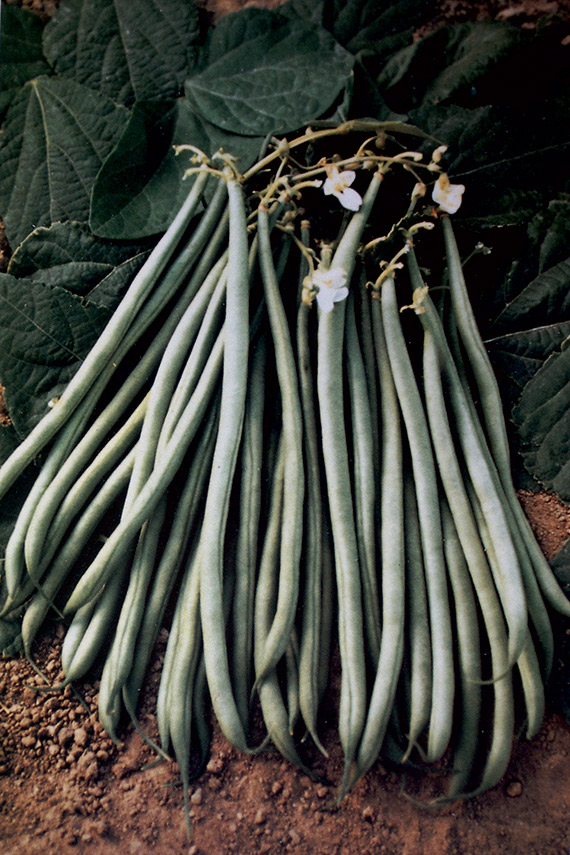 HARICOT SOLIMAN - Semences Conventionnelles | VOLTZ Maraîchage