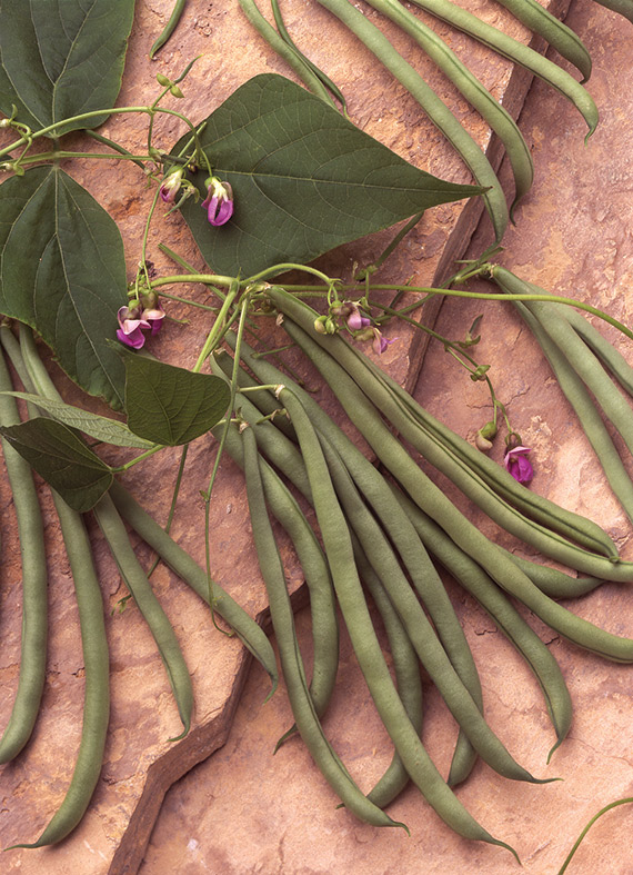 Haricot - Semences Conventionnelles | Voltz Maraîchage