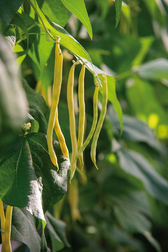 Haricot - Semences Bio | Voltz Maraîchage