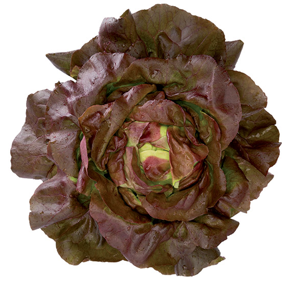 Laitue Pommée - Semences Conventionnelles | Voltz Maraîchage