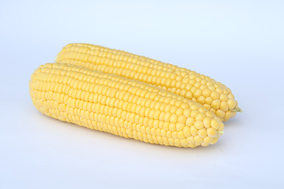 Maïs Doux - Semences Conventionnelles | Voltz Maraîchage