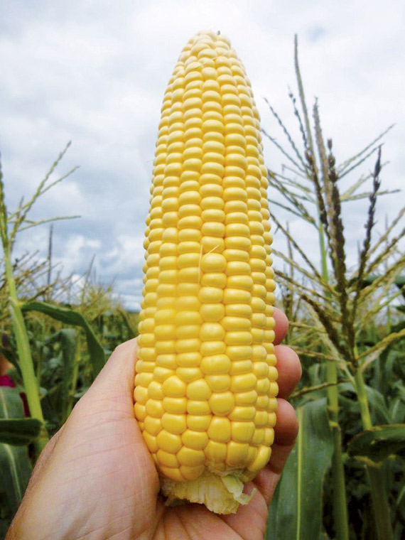 Maïs Doux - Semences Conventionnelles | Voltz Maraîchage