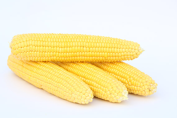Maïs Doux - Semences Conventionnelles | Voltz Maraîchage