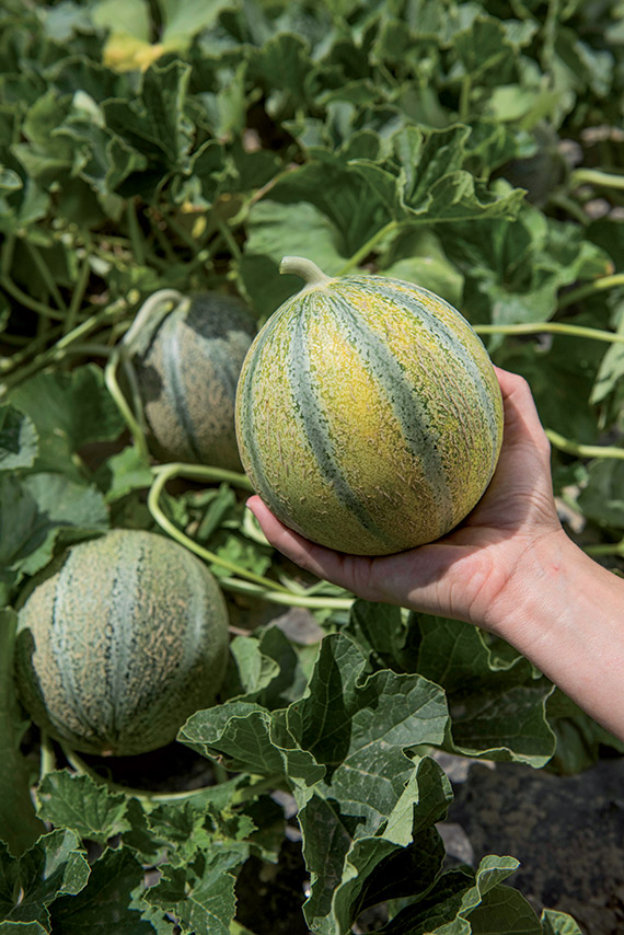 Melon - Semences Conventionnelles | Voltz Maraîchage