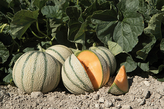 MELON MELIANCE F1 - Semences Conventionnelles | VOLTZ Maraîchage