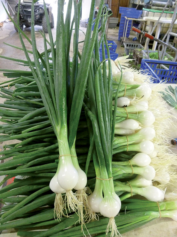 OIGNON BOTTE DALILA - Semences Conventionnelles | VOLTZ Maraîchage