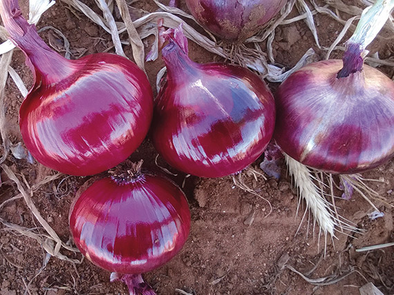 OIGNON MONASTRELL F1 - Semences BIO | VOLTZ Maraîchage