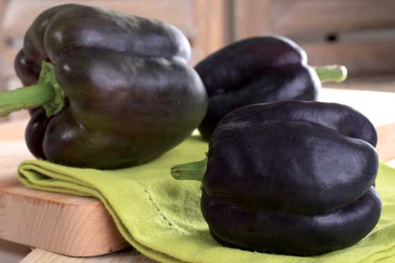 Pepper Square Pepper - Conventional Seeds Voltz Maraîchage