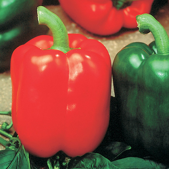 POIVRON-PIMENT MILENA - Semences BIO | VOLTZ Maraîchage