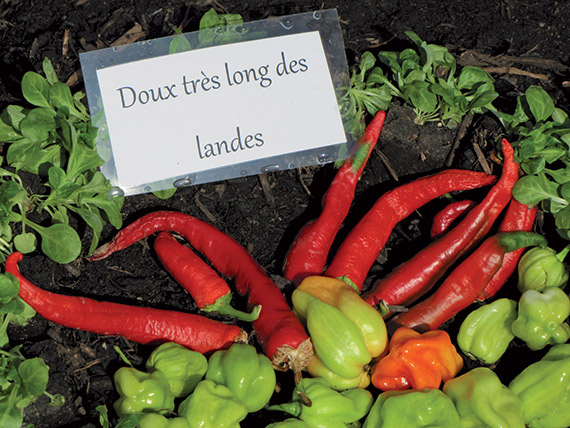 POIVRON-PIMENT DOUX TRES LONG DES LANDES - Semences BIO | VOLTZ Maraîchage