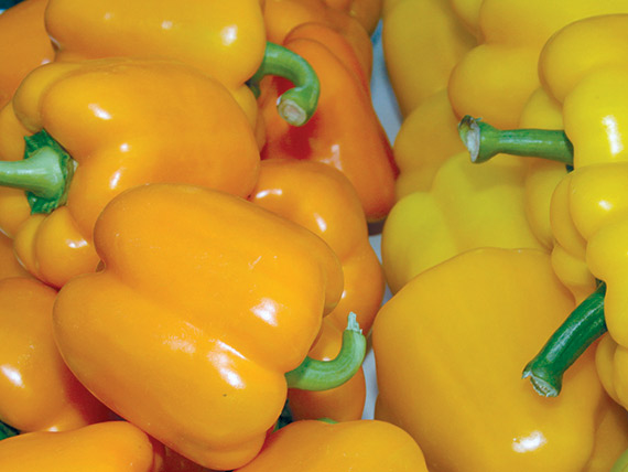 POIVRON-PIMENT FIESTA F1 - Semences BIO | VOLTZ Maraîchage