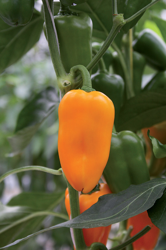 POIVRON-PIMENT FLYNN - Semences BIO | VOLTZ Maraîchage