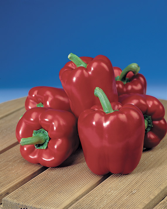 POIVRON-PIMENT FIESTA F1 - Semences BIO | VOLTZ Maraîchage