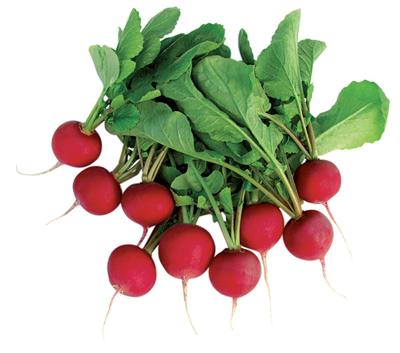 Radis - Semences Conventionnelles | Voltz Maraîchage