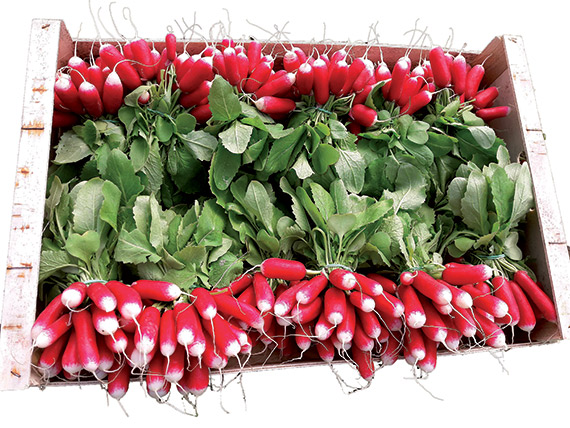 Radis - Semences Conventionnelles | Voltz Maraîchage