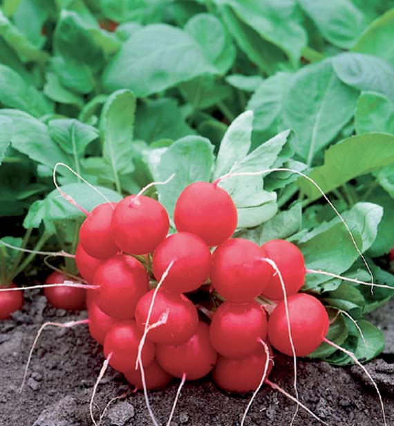 Radieschen Und Rettich - Konventionelles Saatgut | Voltz Maraîchage