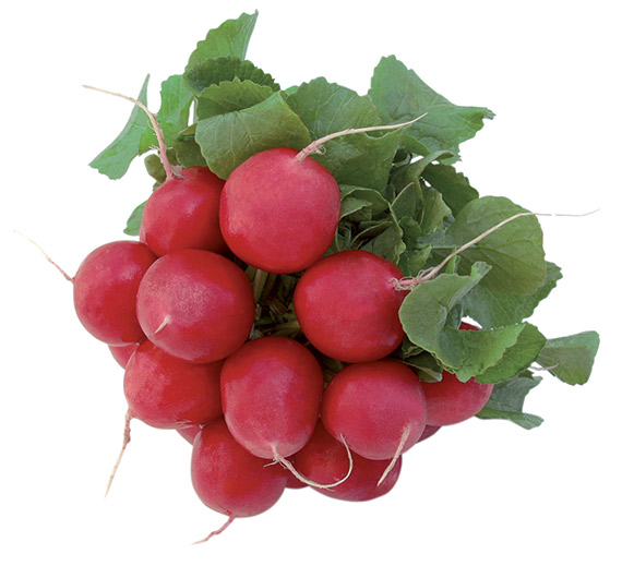 Radis - Semences Conventionnelles | Voltz Maraîchage