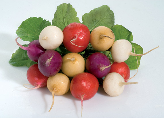 RADIS MELANGE PREMIUM - Semences Conventionnelles | VOLTZ Maraîchage