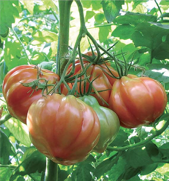 Tomaat Onbepaald Geribbeld - Conventionele Zaden Voltz Maraîchage