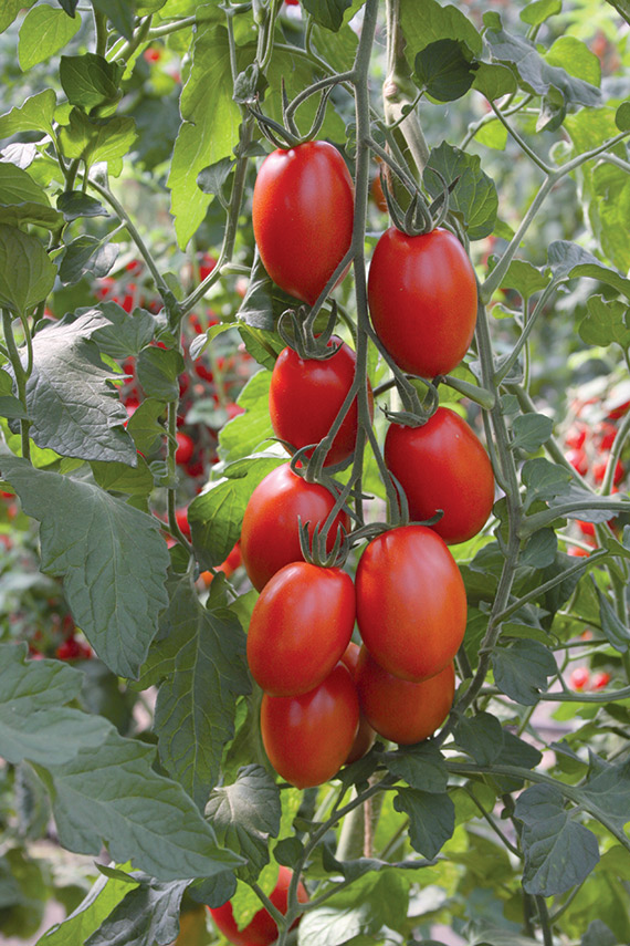 TOMATE AGRO F1 - Semences BIO | VOLTZ Maraîchage