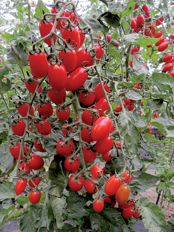 TOMATE TRILLY F1 - Semences Conventionnelles | VOLTZ Maraîchage