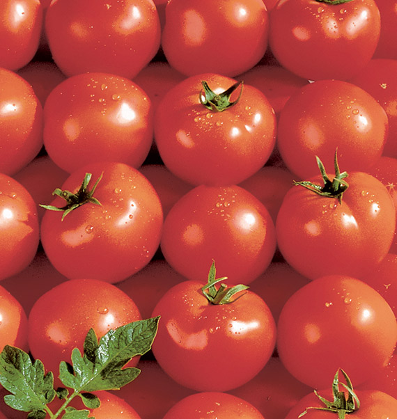 TOMATO CINDEL F1 - ORGANIC SEEDS | VOLTZ Maraîchage