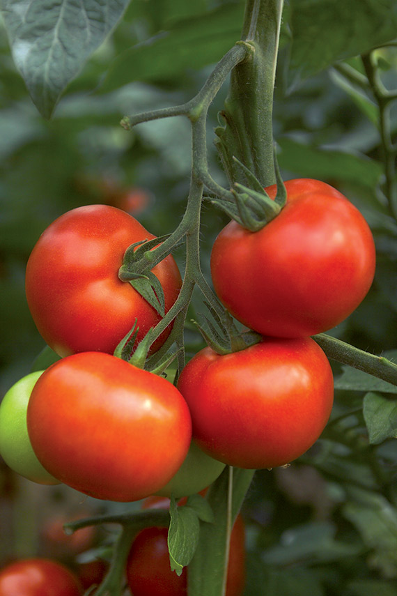 TOMATE PREVIA F1 - Semences Conventionnelles | VOLTZ Maraîchage