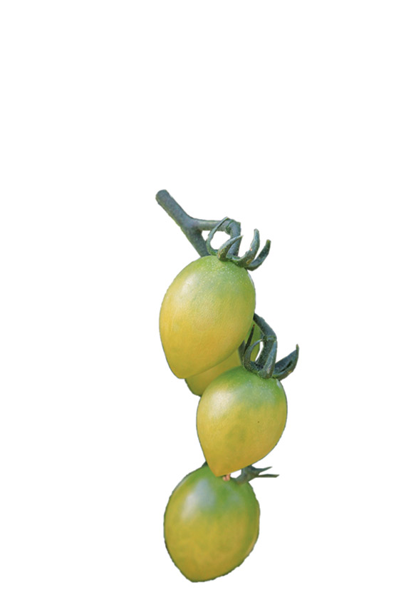 TOMATE TRILLY F1 - Semences Conventionnelles | VOLTZ Maraîchage