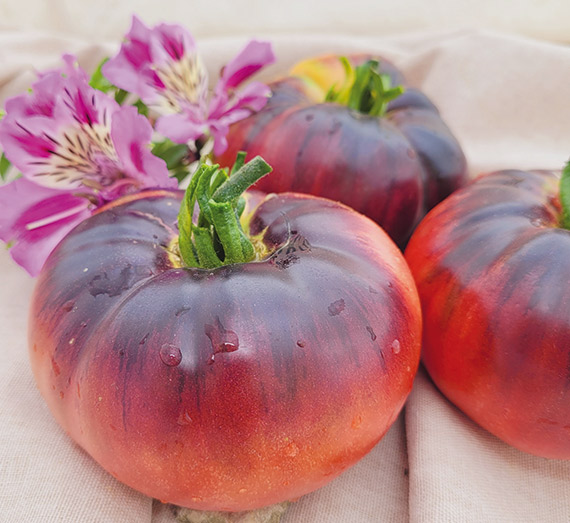 TOMATE INDIGO BLUE BEAUTY - Semences Conventionnelles | VOLTZ Maraîchage