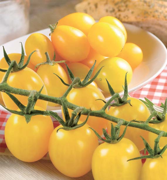 Tomate - Konventionelles Saatgut | Voltz Maraîchage