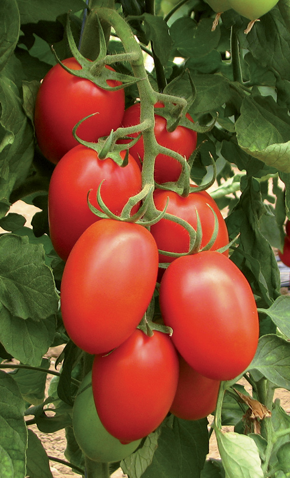 Tomate - Konventionelles Saatgut | Voltz Maraîchage