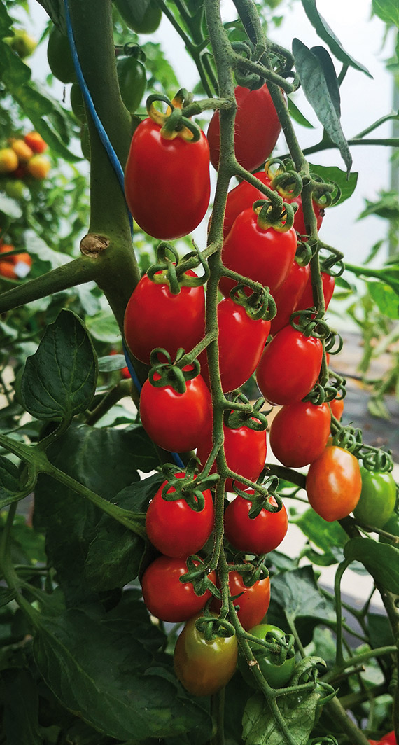 TOMATE TRILLY F1 - Semences Conventionnelles | VOLTZ Maraîchage