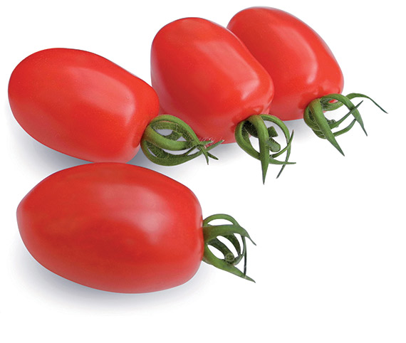 Tomate - Semences Bio | Voltz Maraîchage