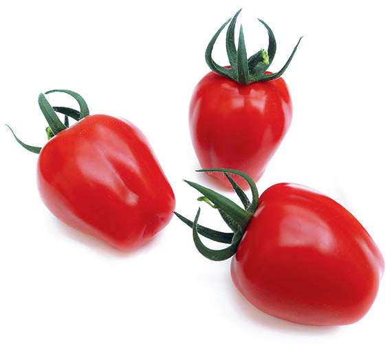 TOMATE TRILLY F1 - Semences Conventionnelles | VOLTZ Maraîchage