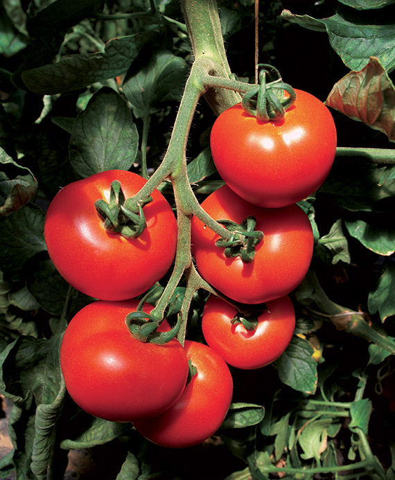 Tomate - Semences Bio | Voltz Maraîchage