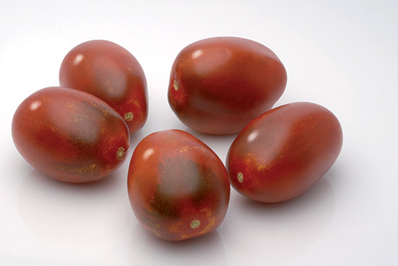 TOMATE TRILLY F1 - Semences Conventionnelles | VOLTZ Maraîchage